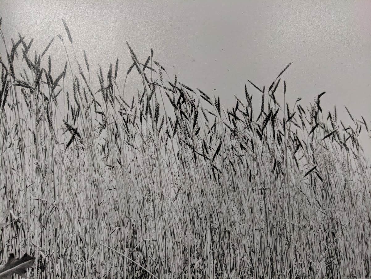 Heritage Varieties? Ancient Grains? What Does It All Mean? | Eat Wheat