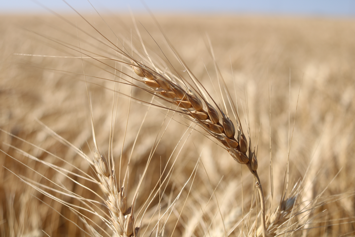 Jason Ochs | Eat Wheat